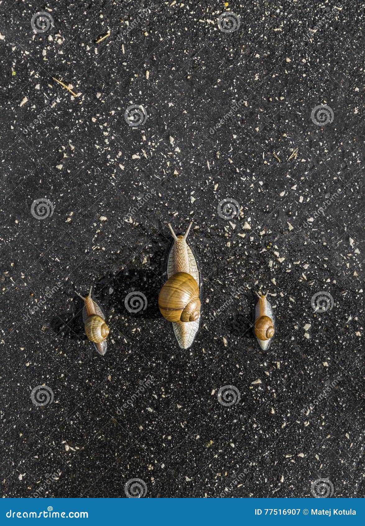 Snail Run, Animal Funny Concept Fast Competition Stock Image - Image of ...