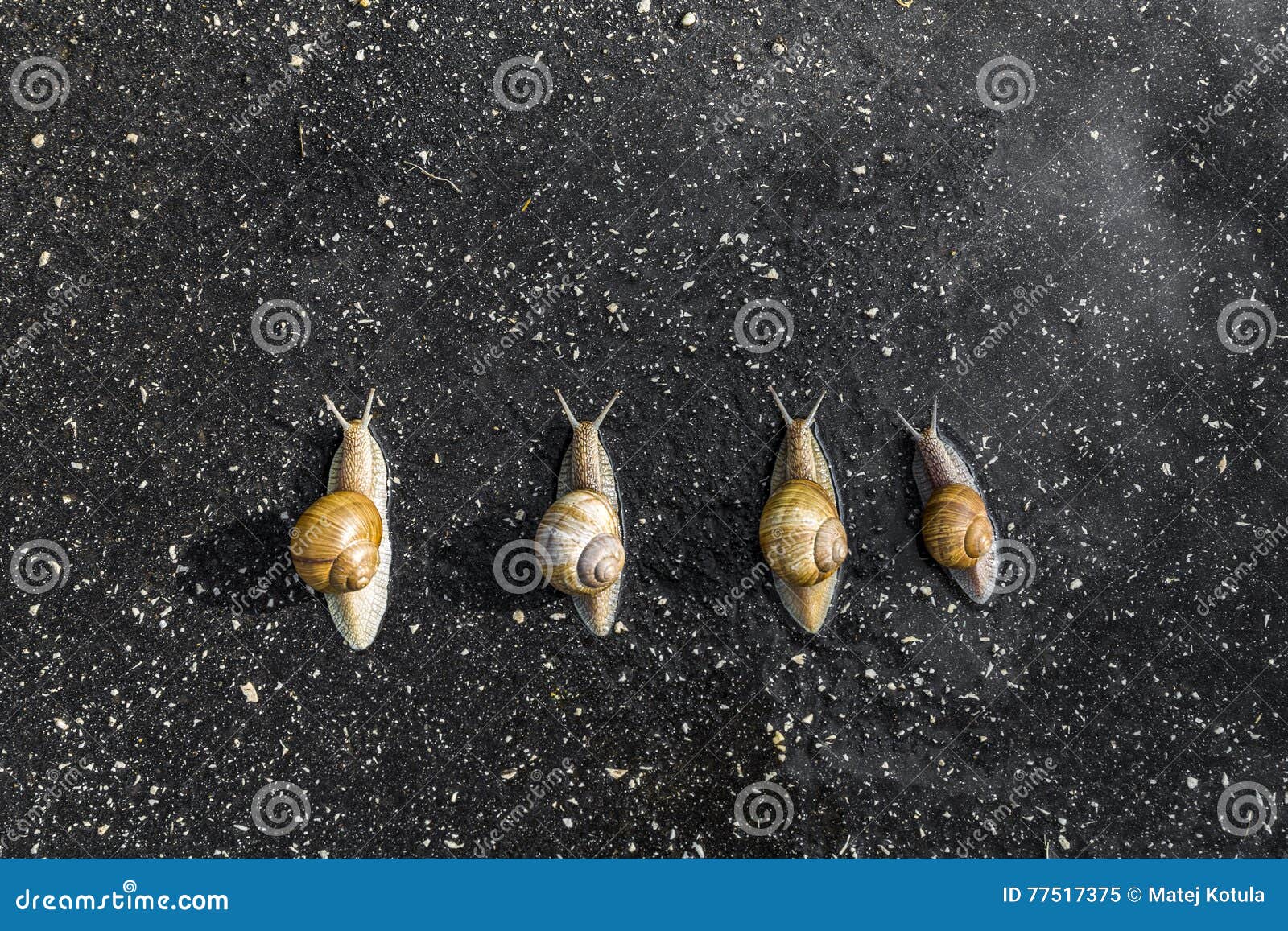 Snail Run, Animal Funny Concept Stock Image - Image of concept, effort ...
