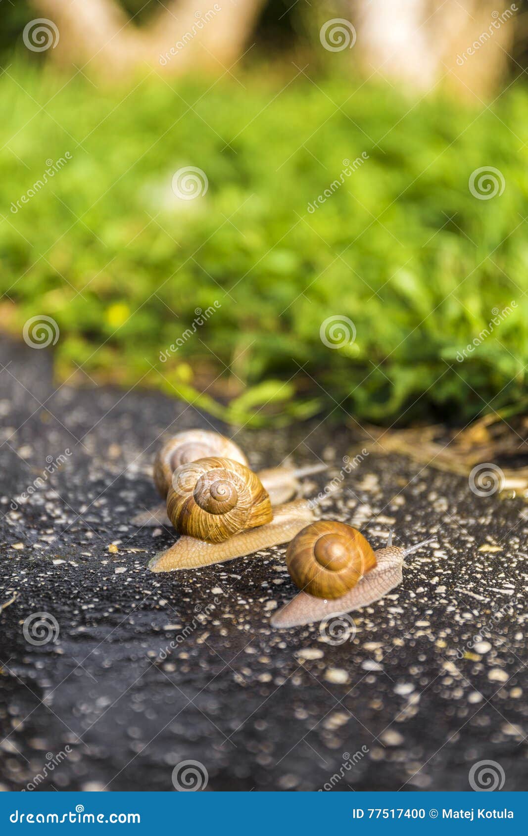 Snail Run, Animal Funny Concept Stock Photo - Image of funny, business ...