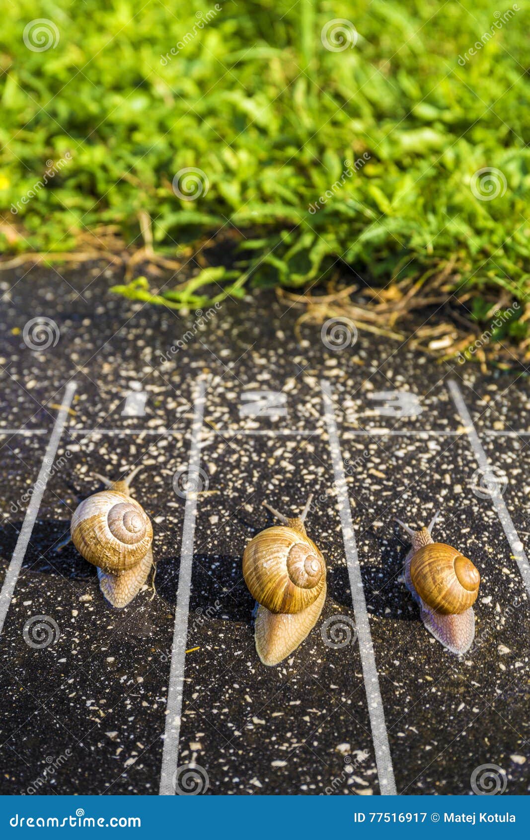 429 Snail Finish Stock Photos - Free & Royalty-Free Stock Photos from ...