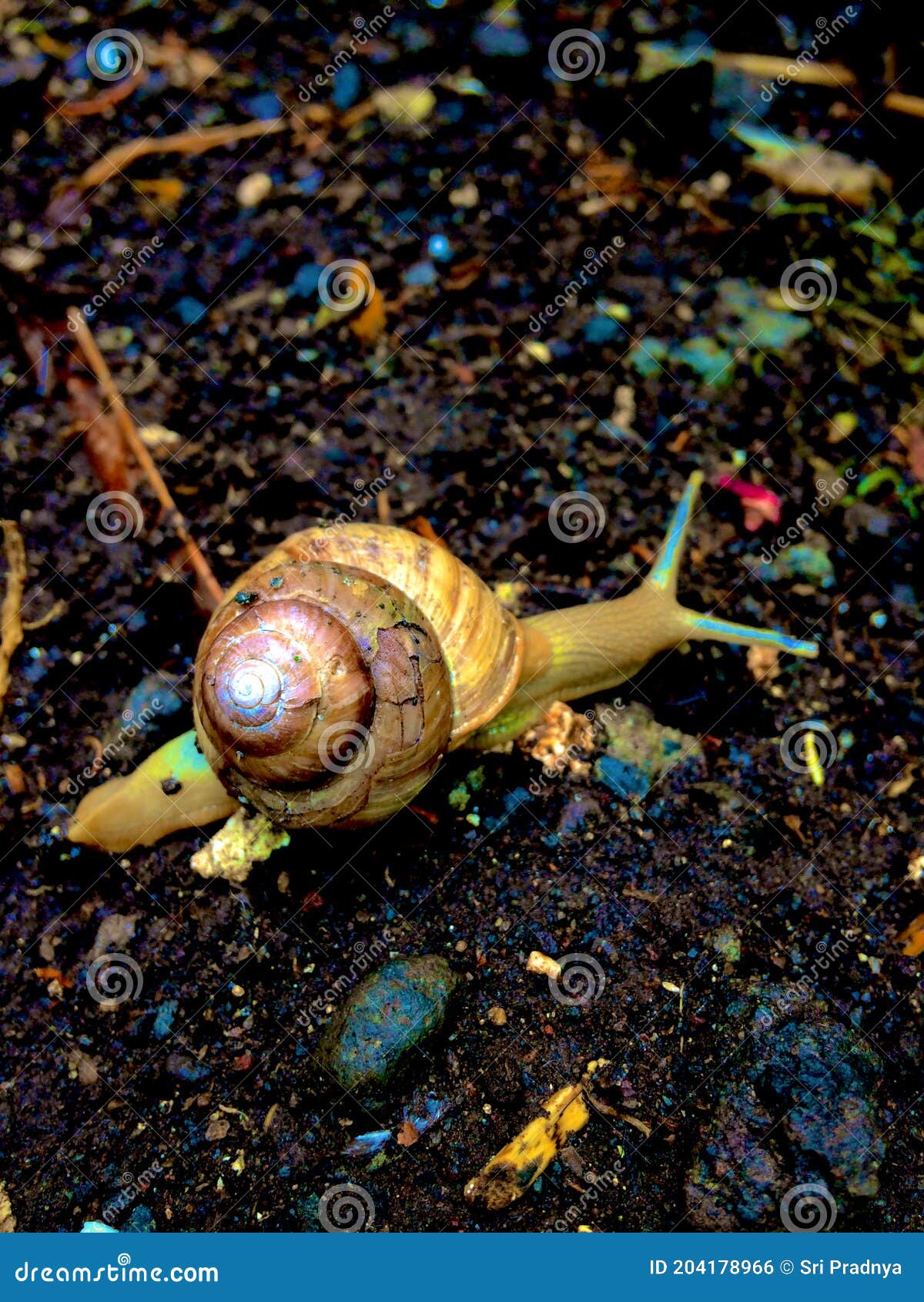 Crackshell Stock Photos - Free & Royalty-Free Stock Photos from Dreamstime