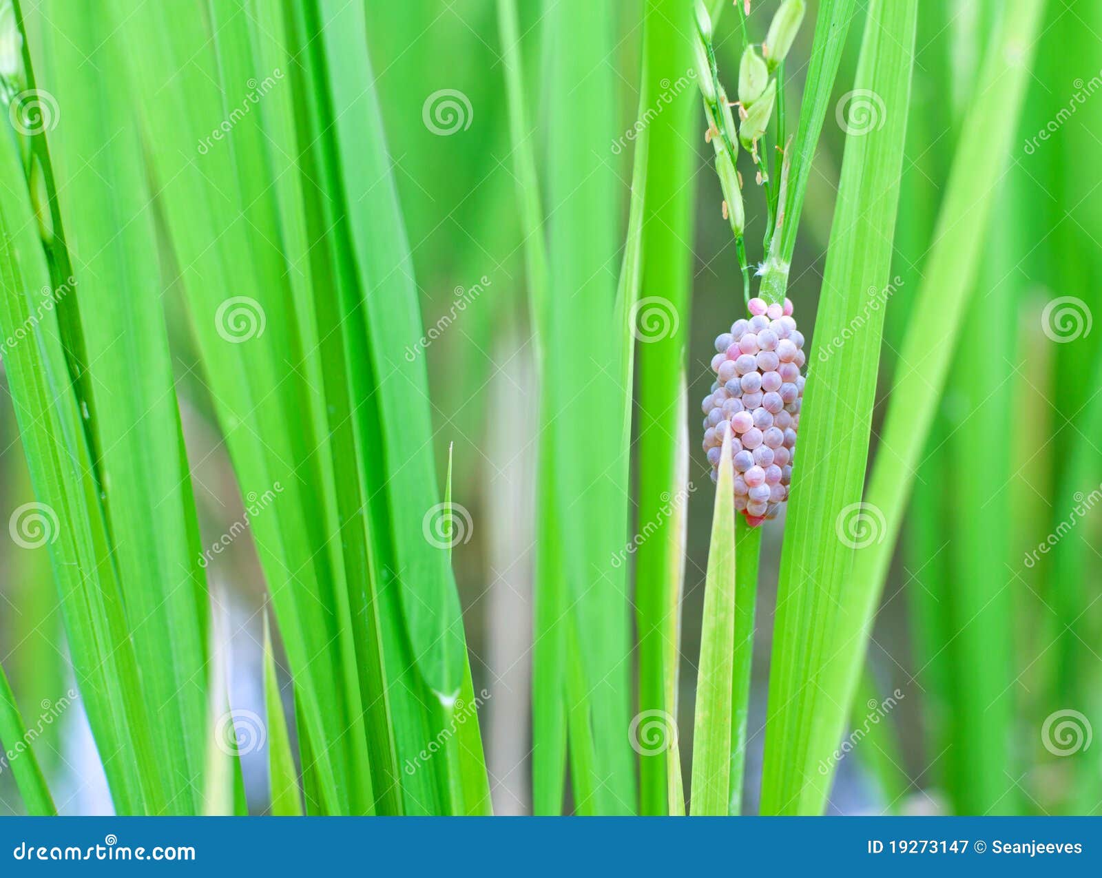 Snail s Eggs stock image. Image of hatch, leaves, grain - 19273147
