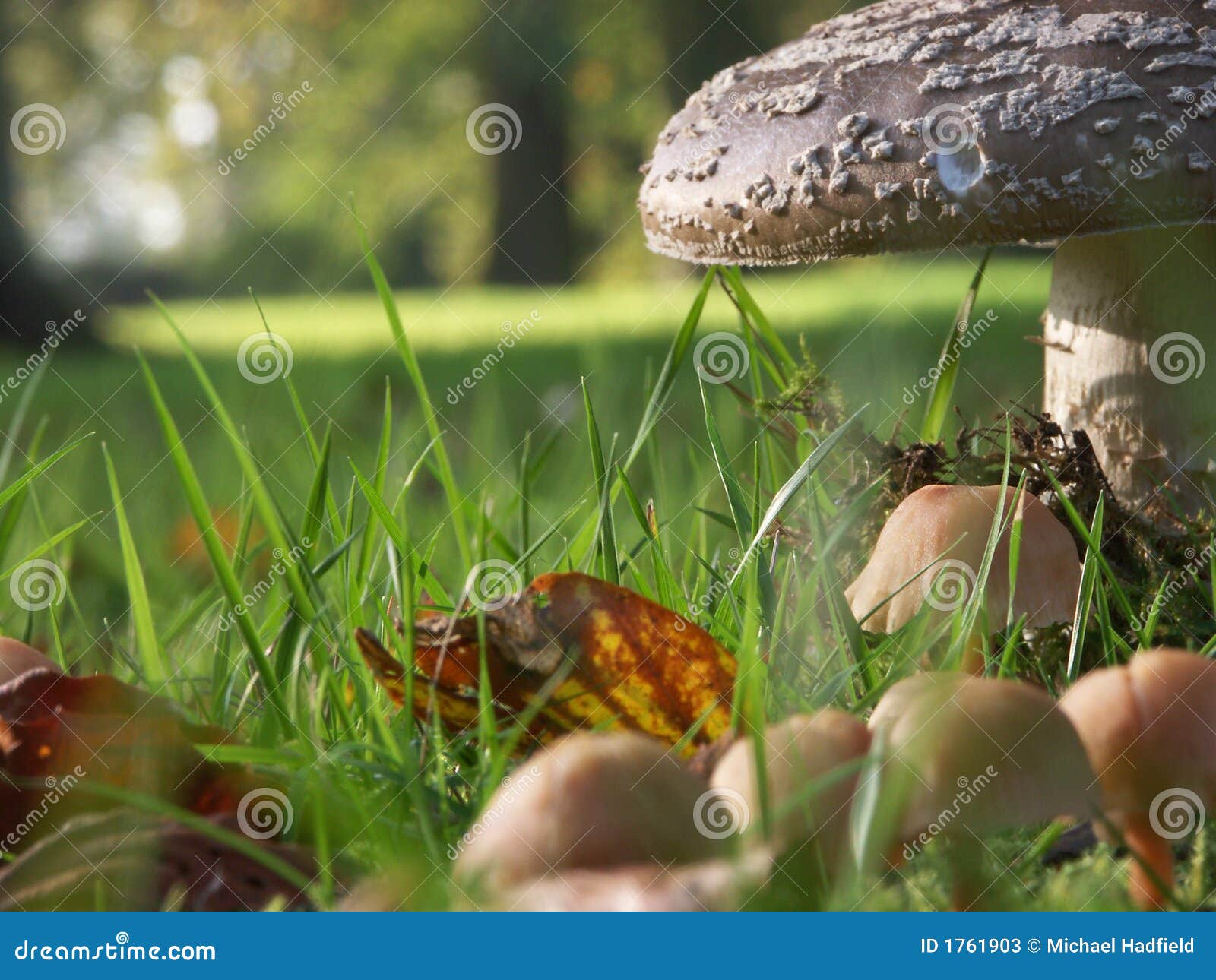 Snail s Eye View stock image. Image of food, perspective - 1761903