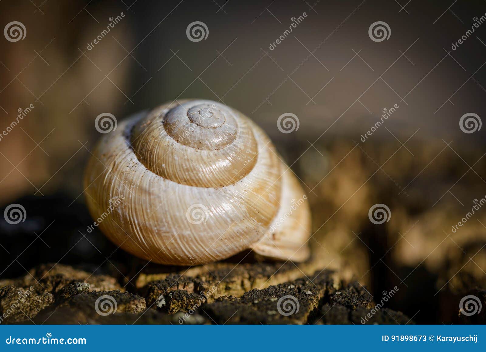Snail`s shell on a tree stock image. Image of brown, woods - 91898673