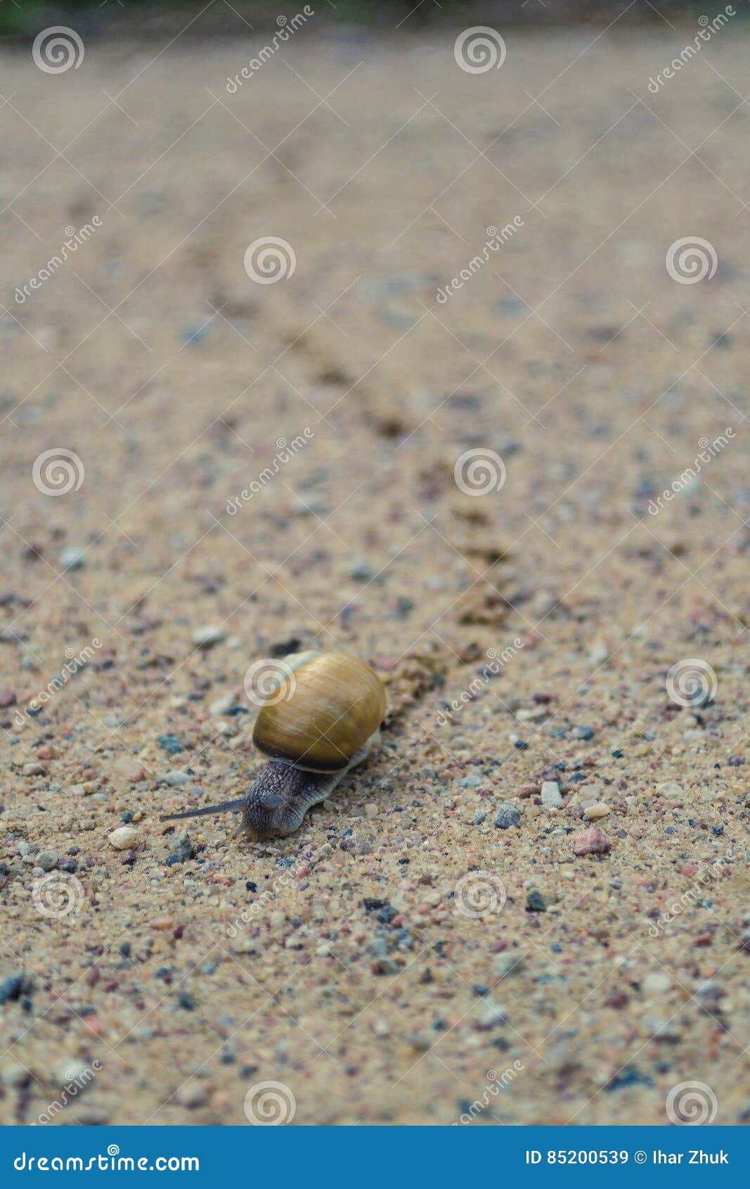 Snail stock image. Image of slow, animal, motion, trace - 85200539