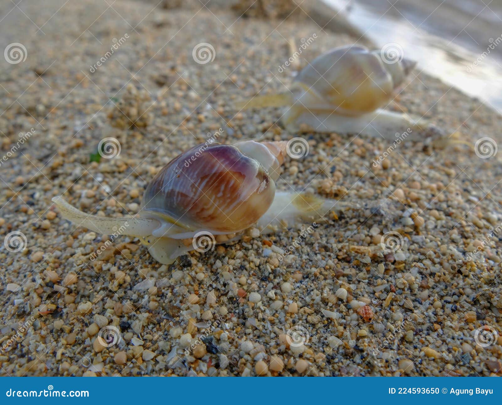 Snail on sand beach stock photo. Image of amphibian - 224593650