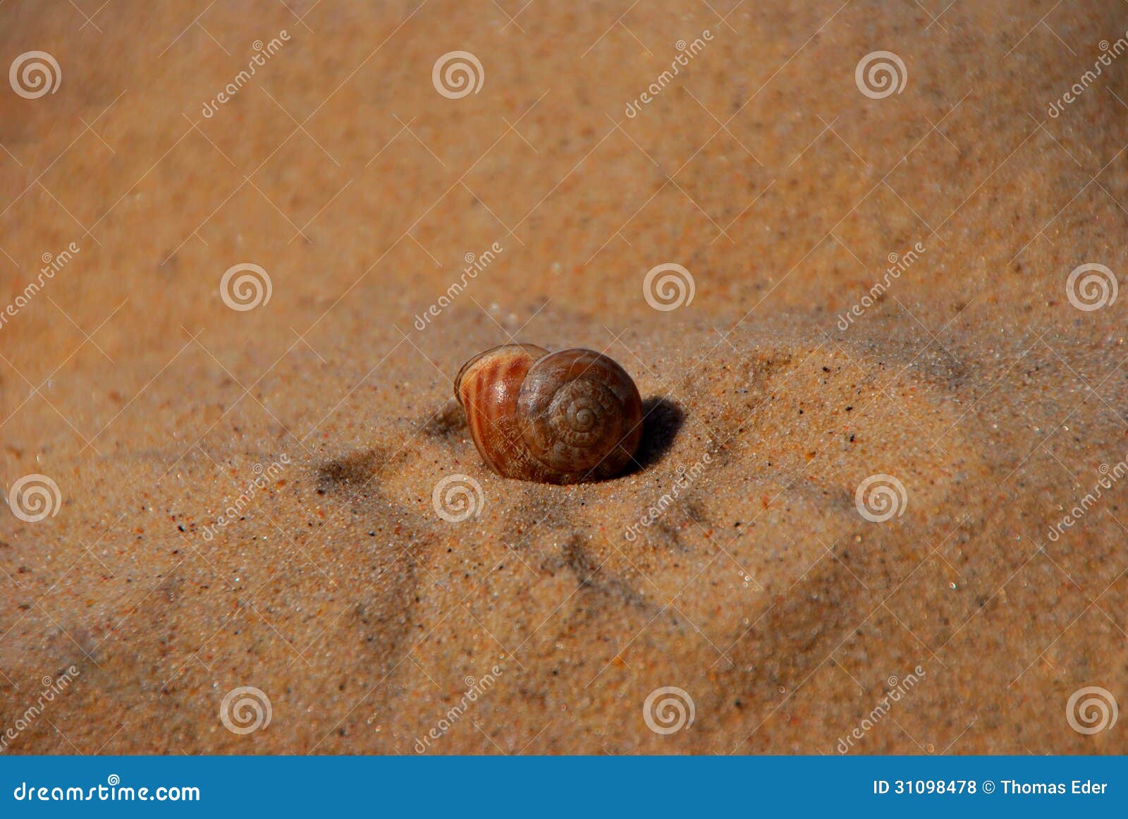 Snail on sandy beach stock photo. Image of horizon, landscape - 31098478