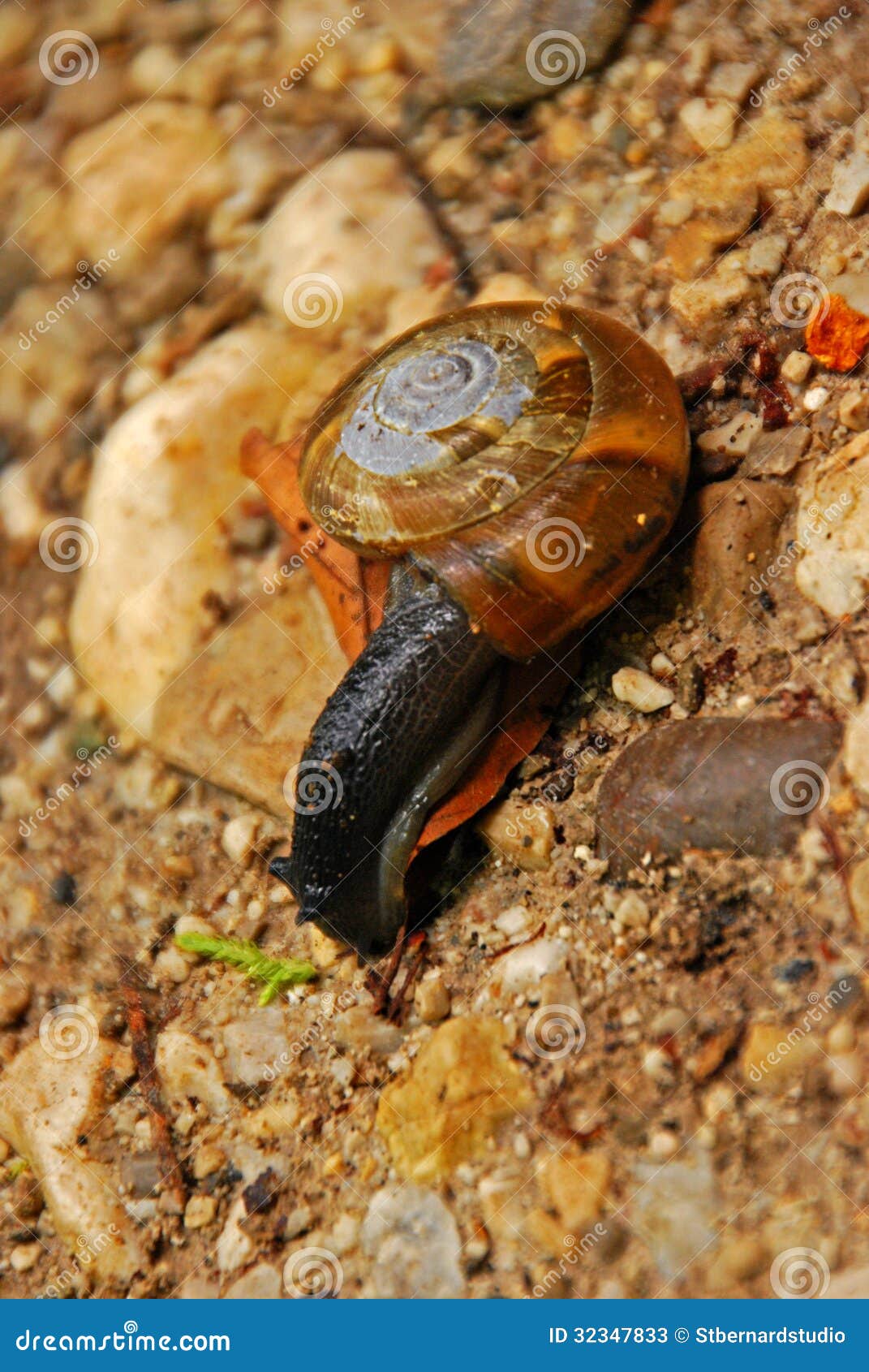Snail on Sandy Surface Around a Gorge Stock Image - Image of pattern ...