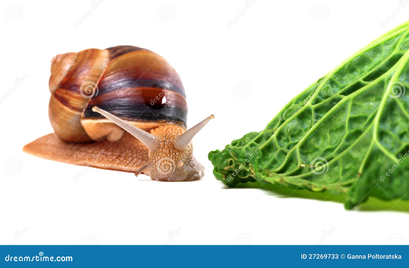 Snail and Savoy Cabbage Leaf Stock Image - Image of crawl, mollusk ...