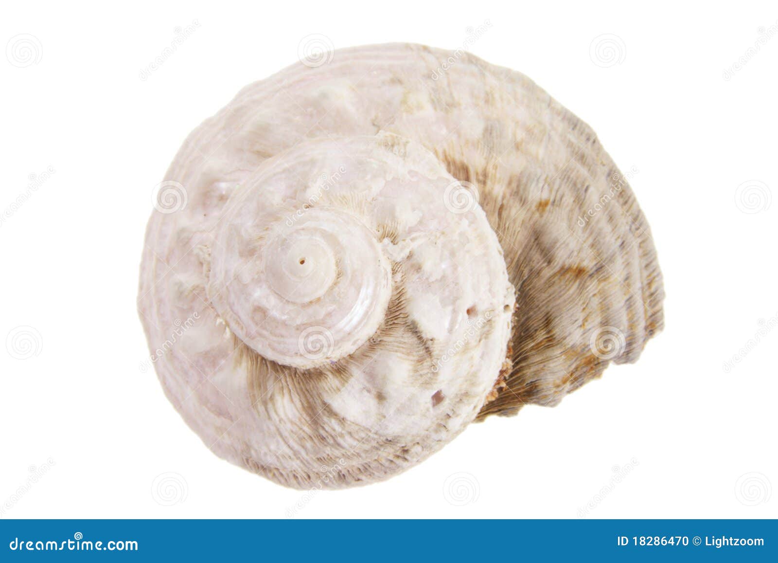 Snail Sea Shell stock photo. Image of shell, marine, life - 18286470