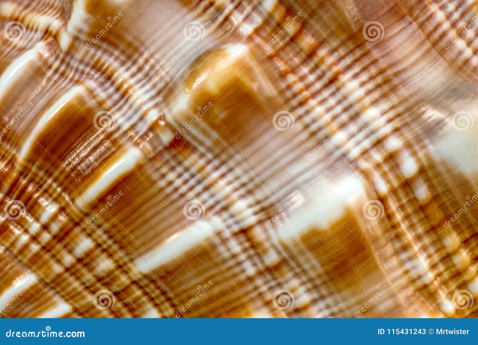 Snail Seashell Textured Pattern. Macro Shot Stock Image - Image of ...
