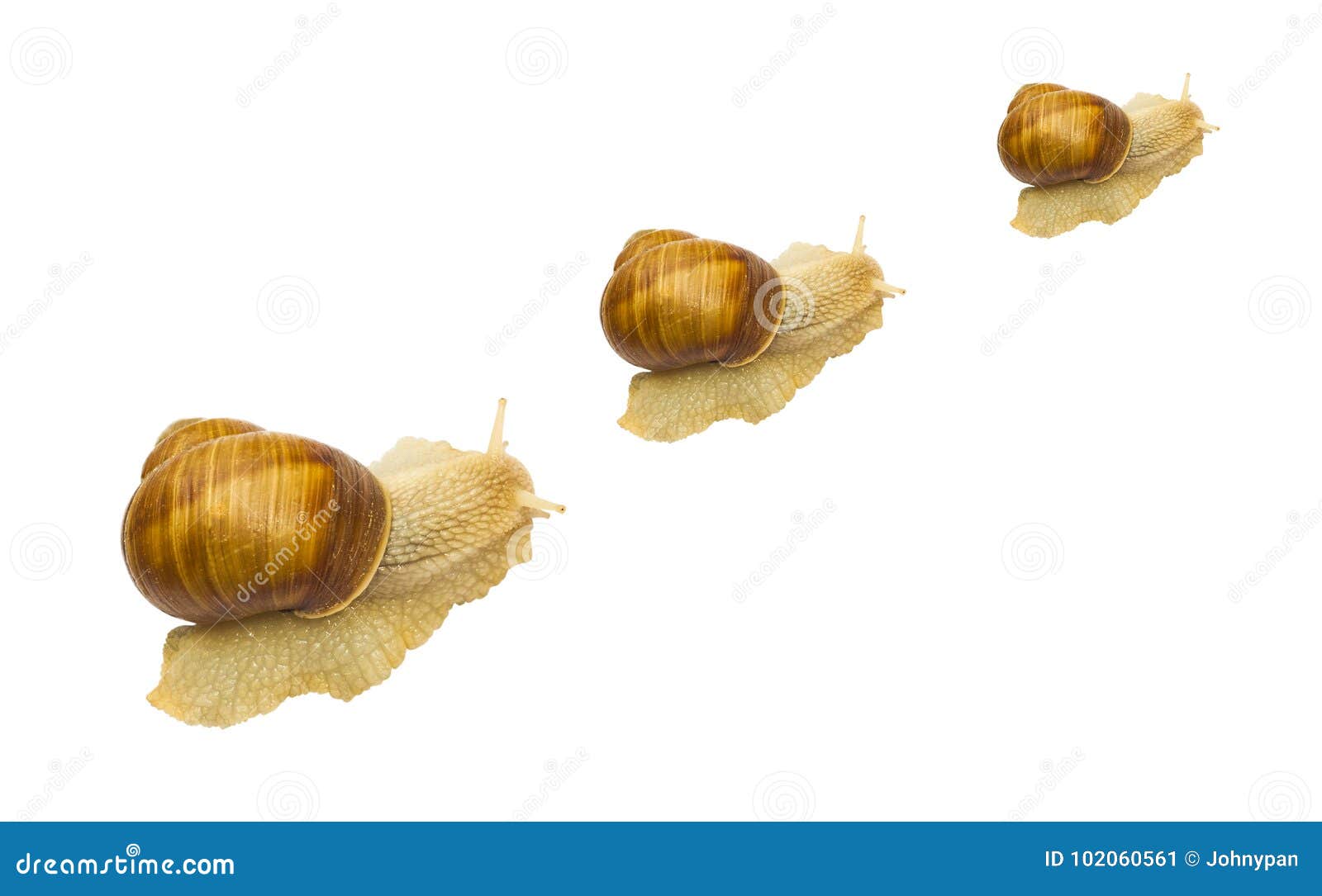 Snail Set Isolated on White Stock Image - Image of isolated, crawling ...