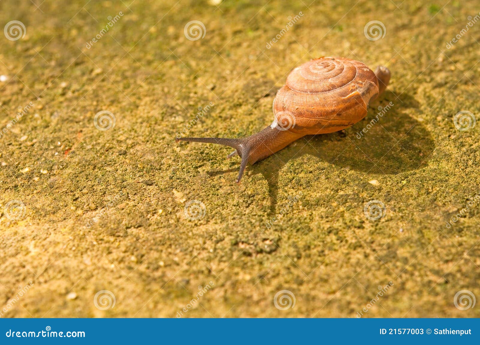 Snail and shadow stock image. Image of alone, ideas, green - 21577003