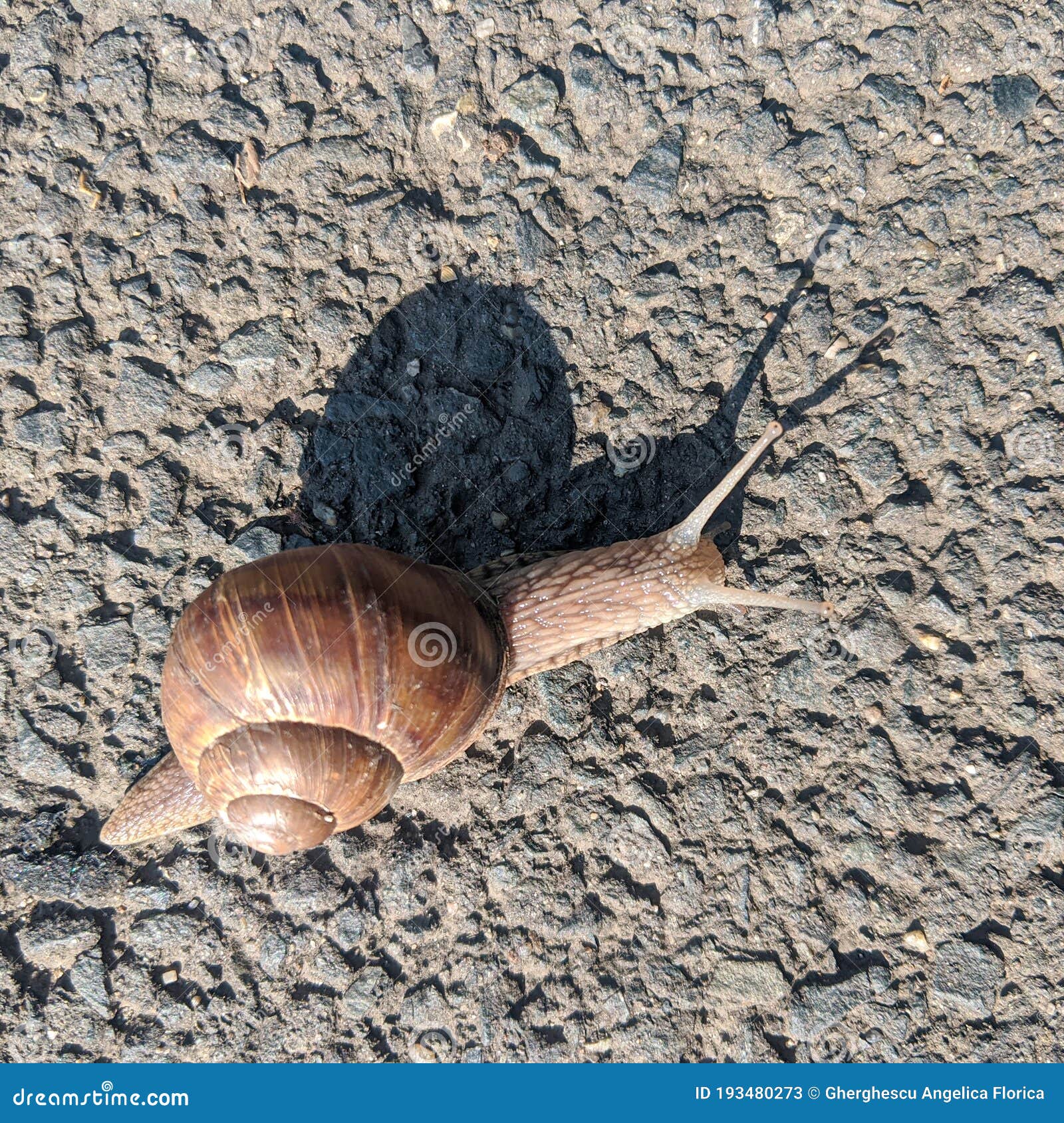 Snail with Shadow on the Ground with - Garden Snail Stock Image - Image ...