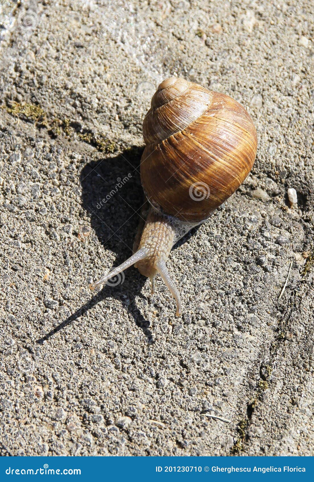 Snail with Shadow on the Ground with - Garden Snail Stock Photo - Image ...
