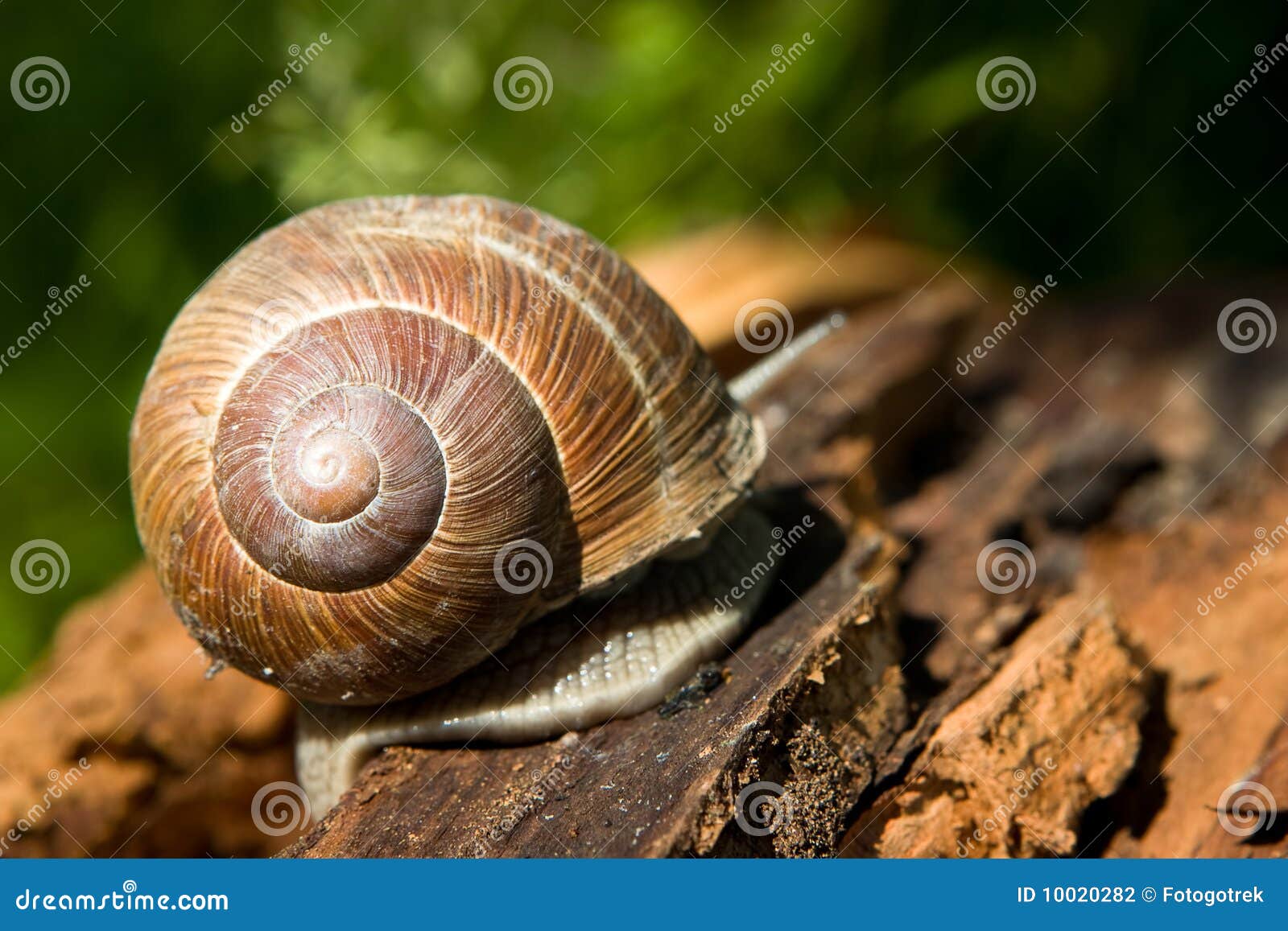 Snail shell stock photo. Image of green, summer, mollusk - 10020282