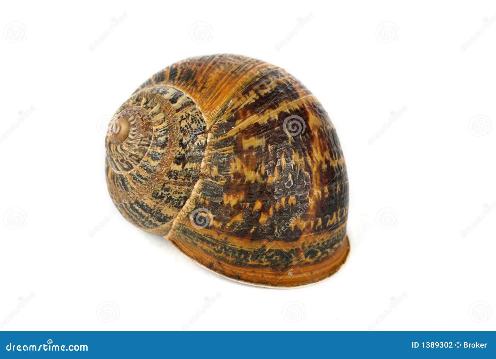 Snail shell stock photo. Image of macro, nature, wildlife - 1389302