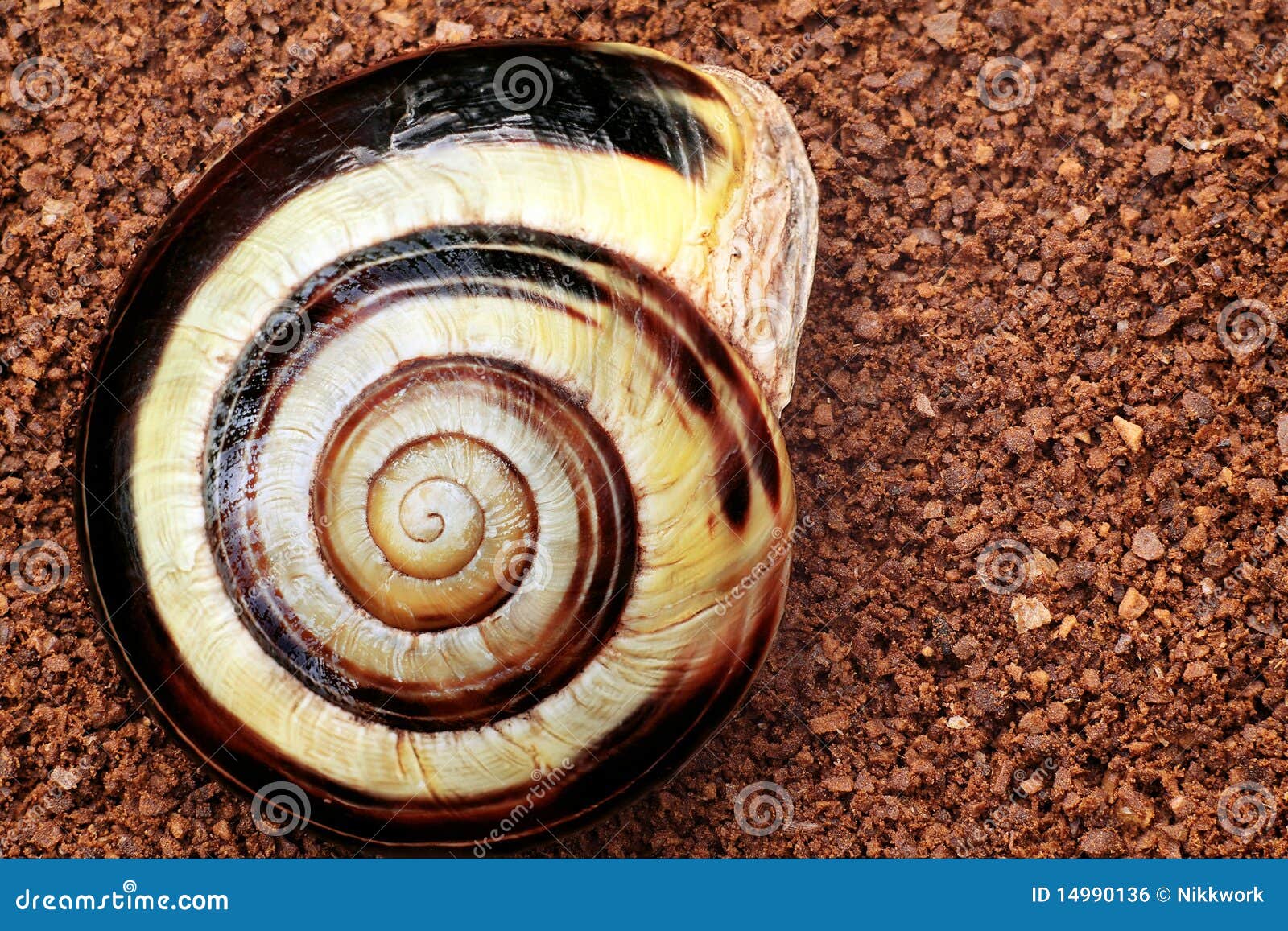 Snail shell stock photo. Image of coil, shell, horizontal - 14990136