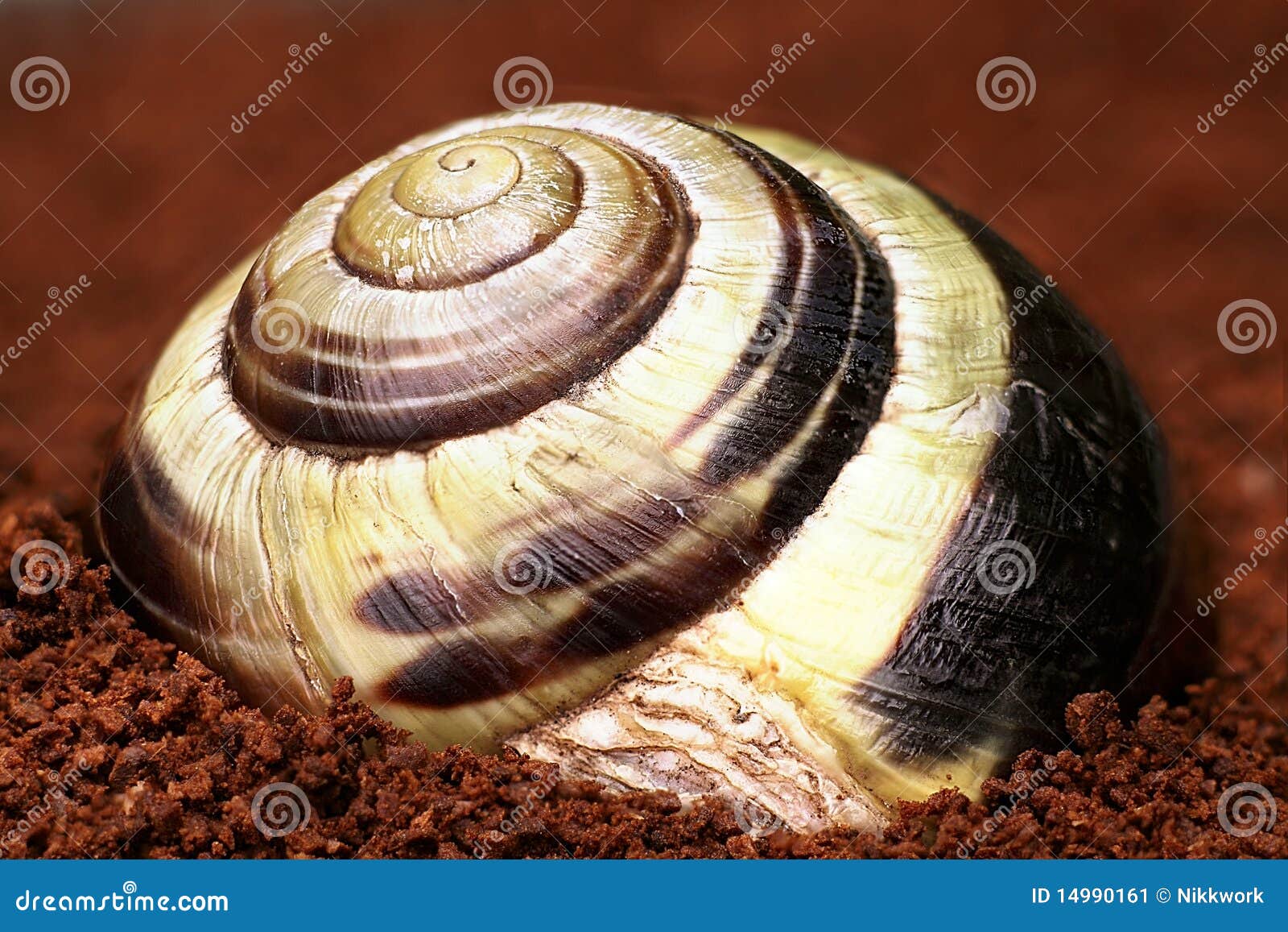 Snail shell stock image. Image of coil, snail, shell - 14990161