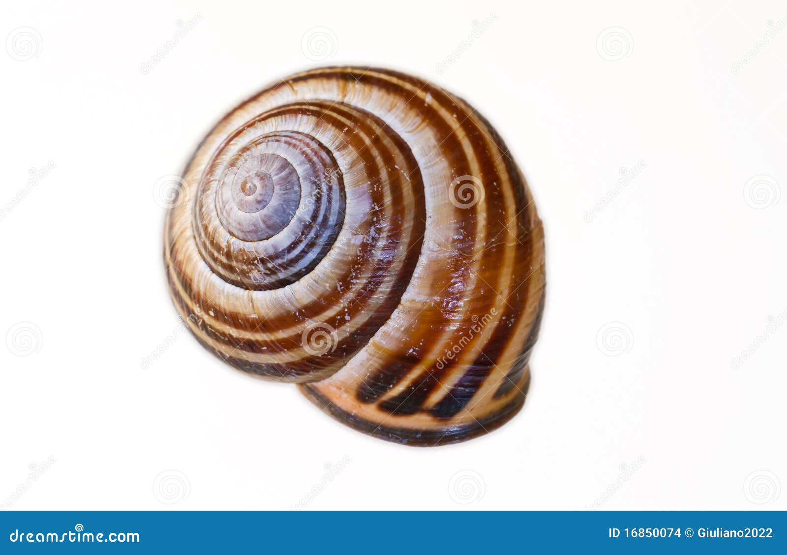 Snail Shell stock photo. Image of background, helix, invertebrate ...