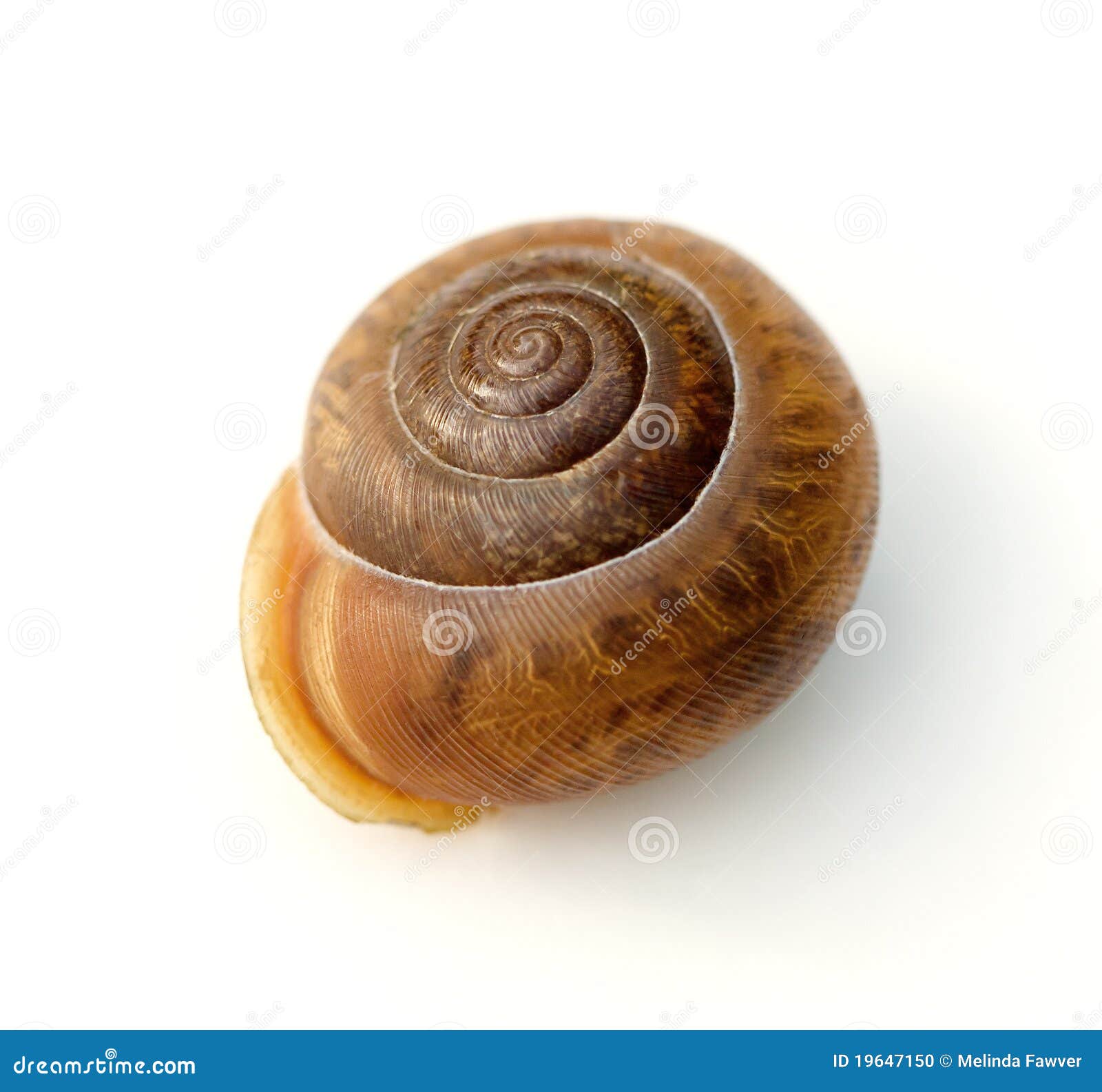 Snail Shell stock photo. Image of single, garden, selective - 19647150