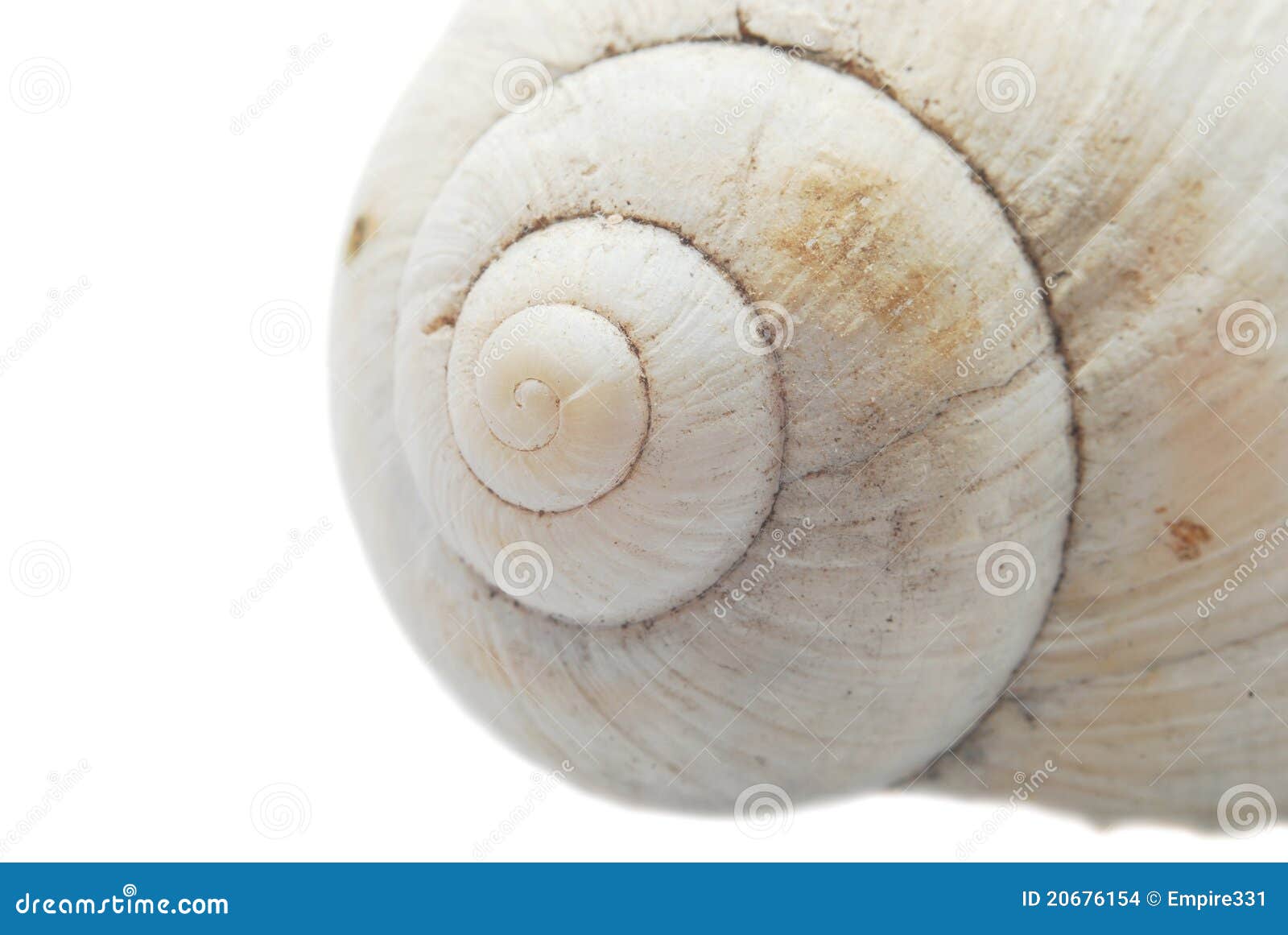 Snail shell stock photo. Image of snail, closeup, detail - 20676154