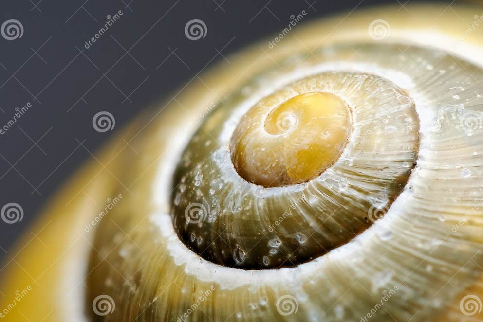 Snail shell stock photo. Image of fragile, close, shine - 21996048