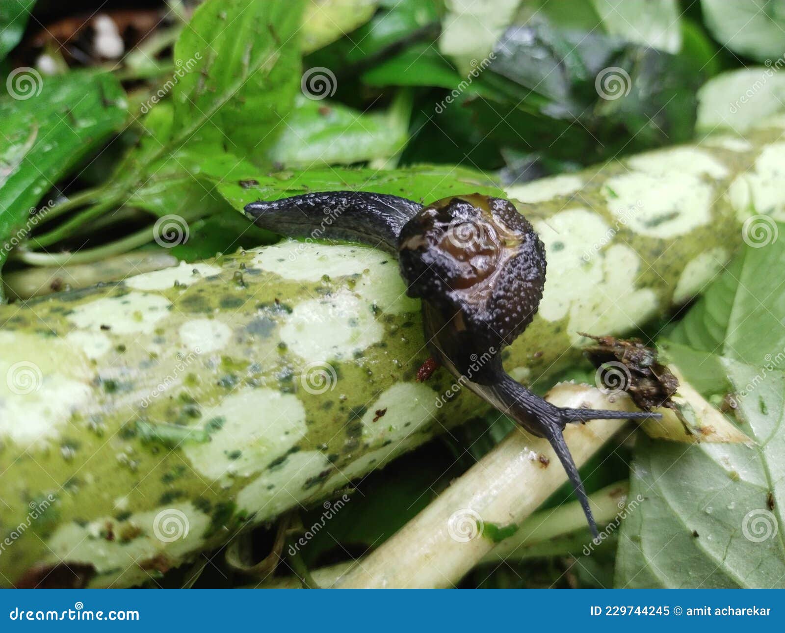 Snail without shell stock image. Image of amphibian - 229744245