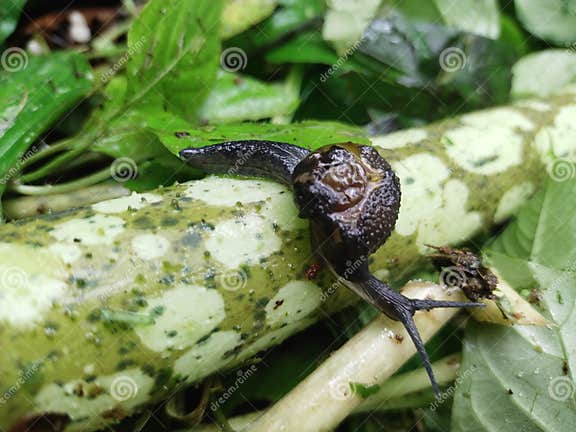 Snail without shell stock image. Image of amphibian - 229744245