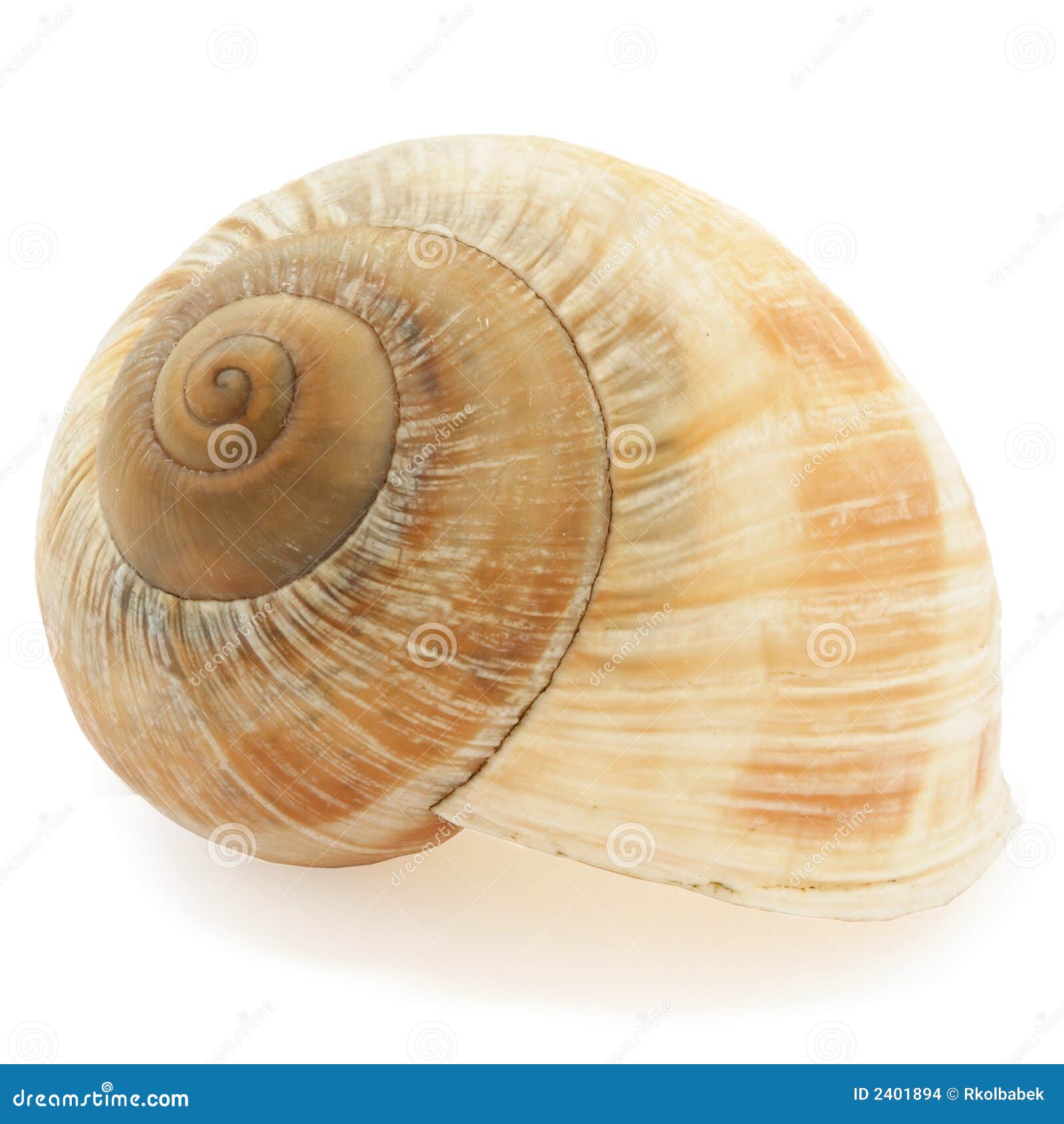 Snail shell stock photo. Image of snail, housing, home - 2401894