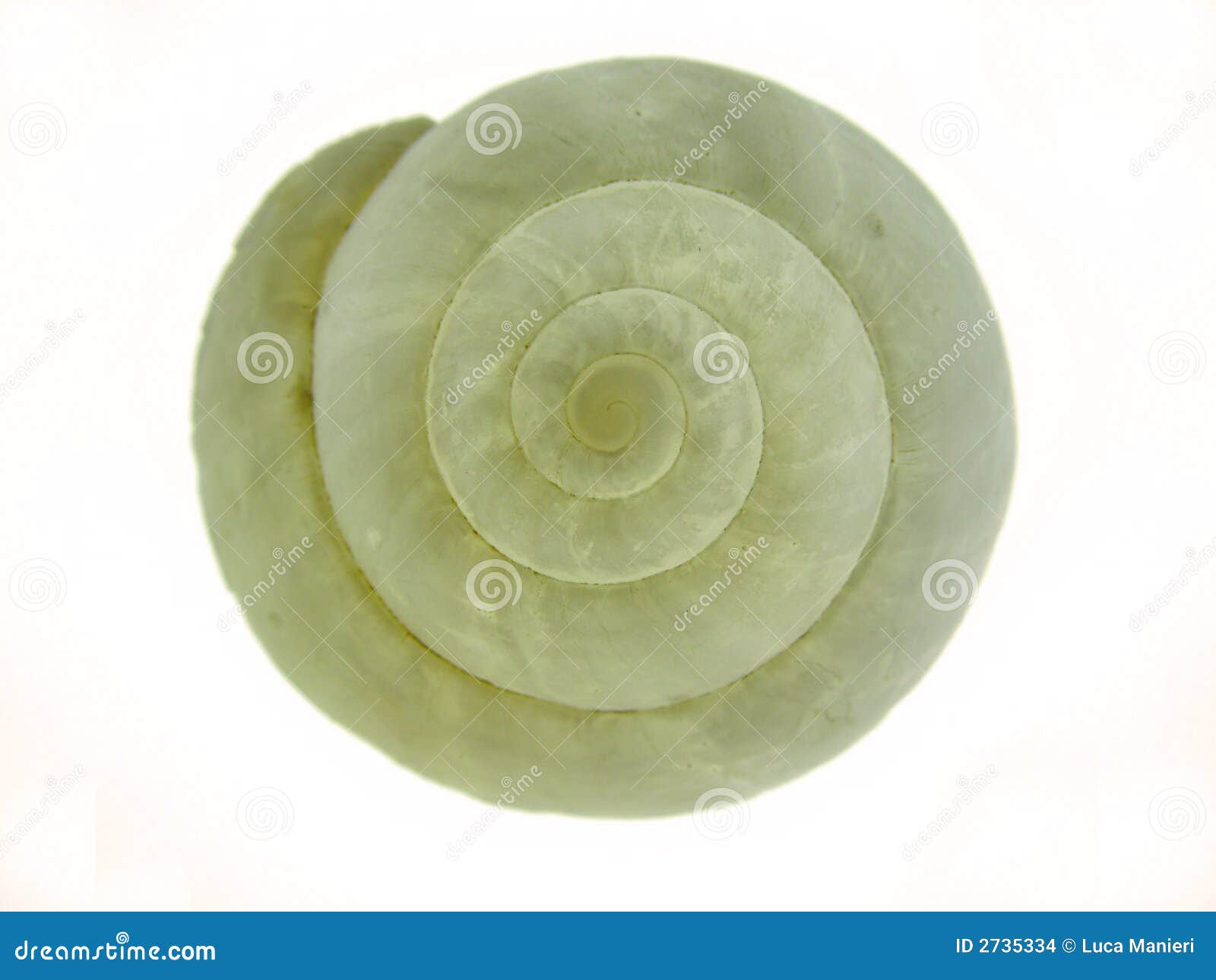 Snail shell stock photo. Image of mollusc, animal, spiral - 2735334