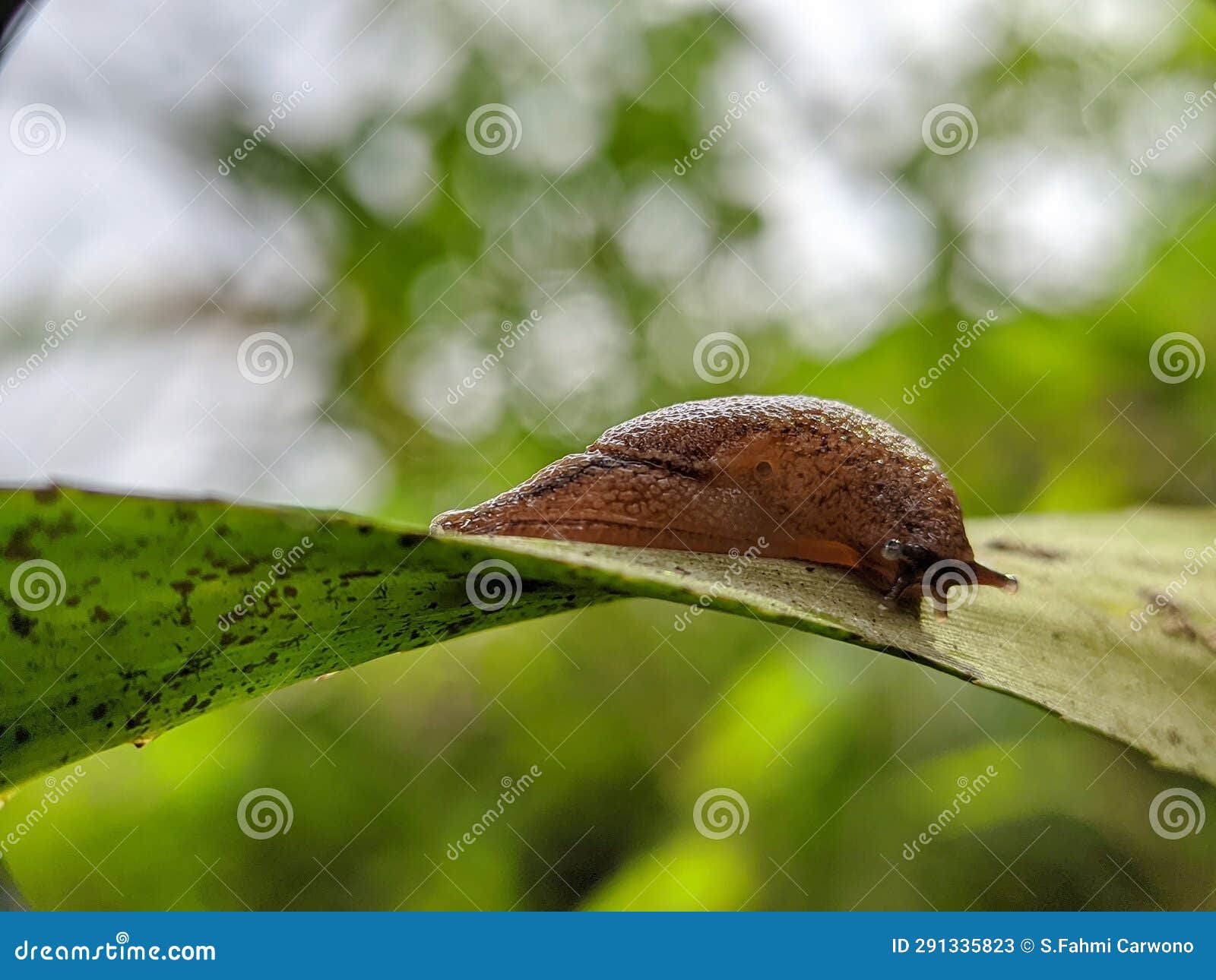 A snail without a shell stock image. Image of slime - 291335823