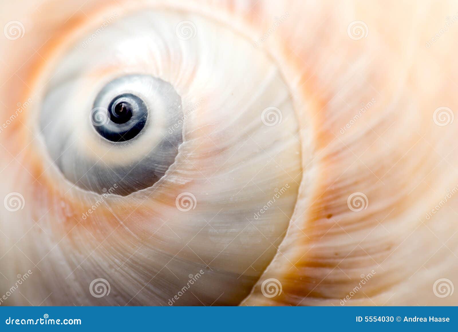 Snail shell stock photo. Image of natural, spiral, snail - 5554030