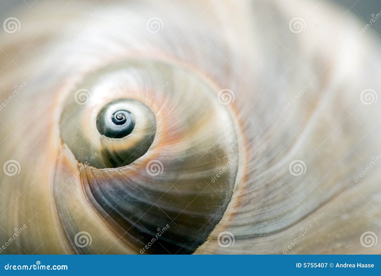 Snail shell stock image. Image of swirl, shell, pearl - 5755407