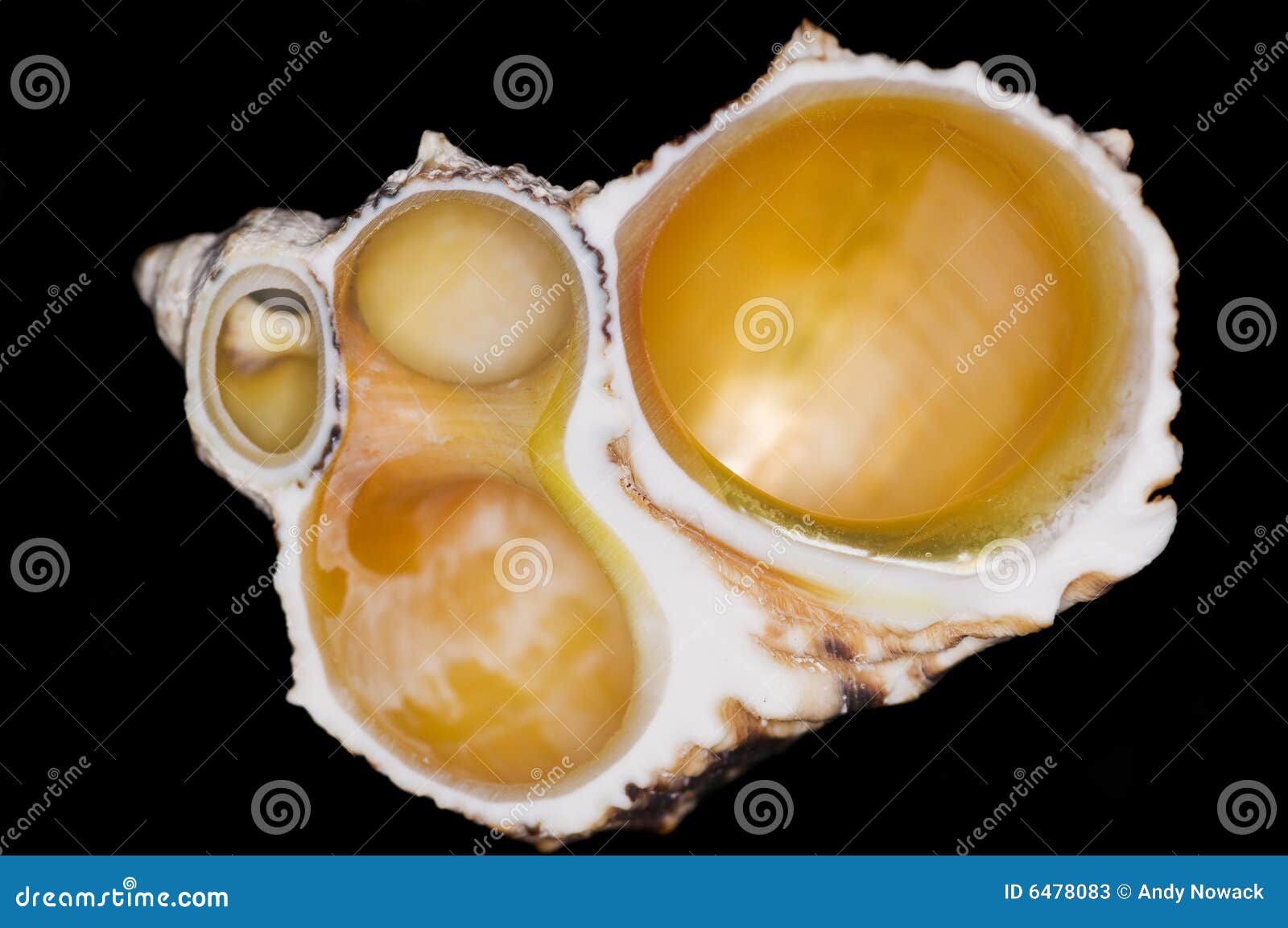 Snail in shell stock image. Image of mollusk, single, shell - 6478083