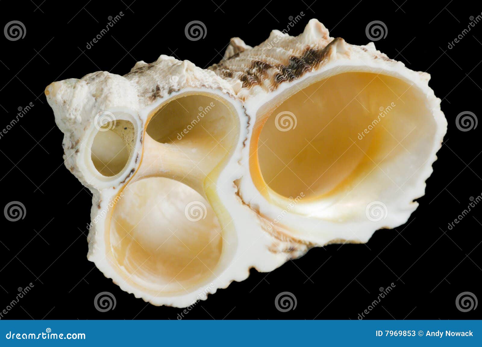 Snail shell stock image. Image of ceramics, opened, spike - 7969853
