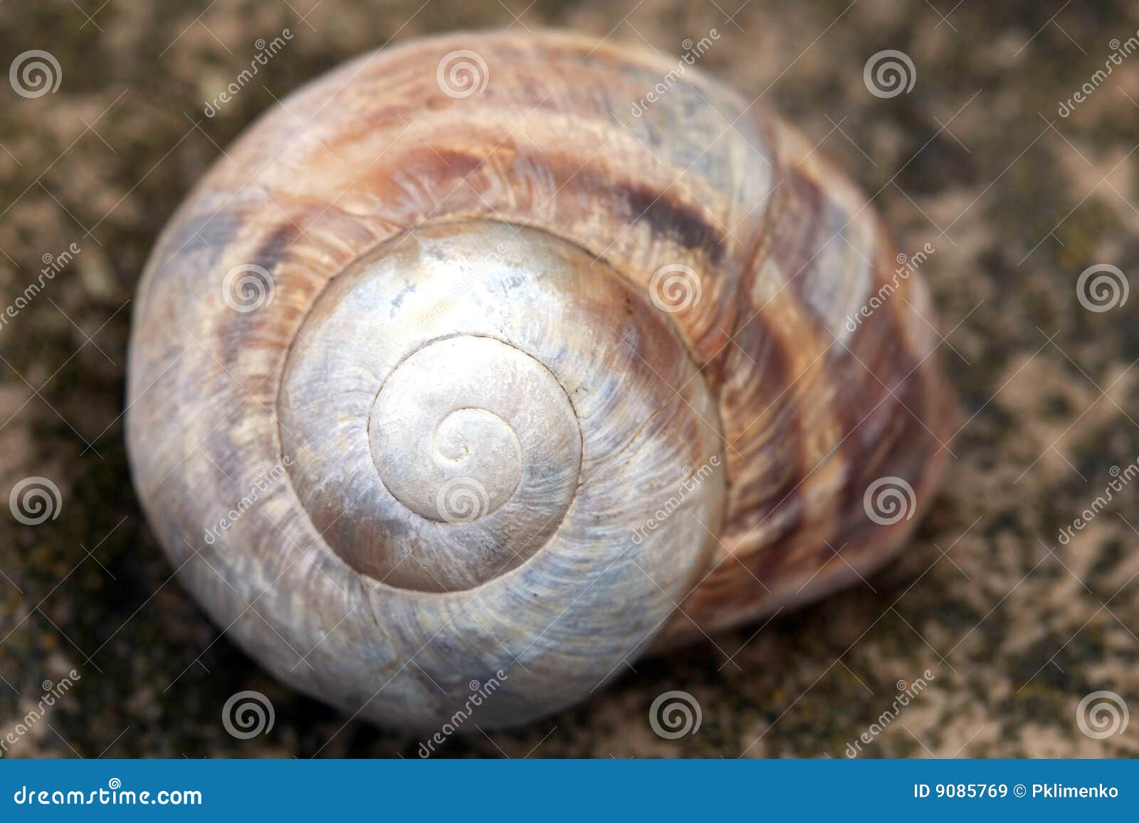 Snail shell stock image. Image of still, molluscan, spiralling - 9085769