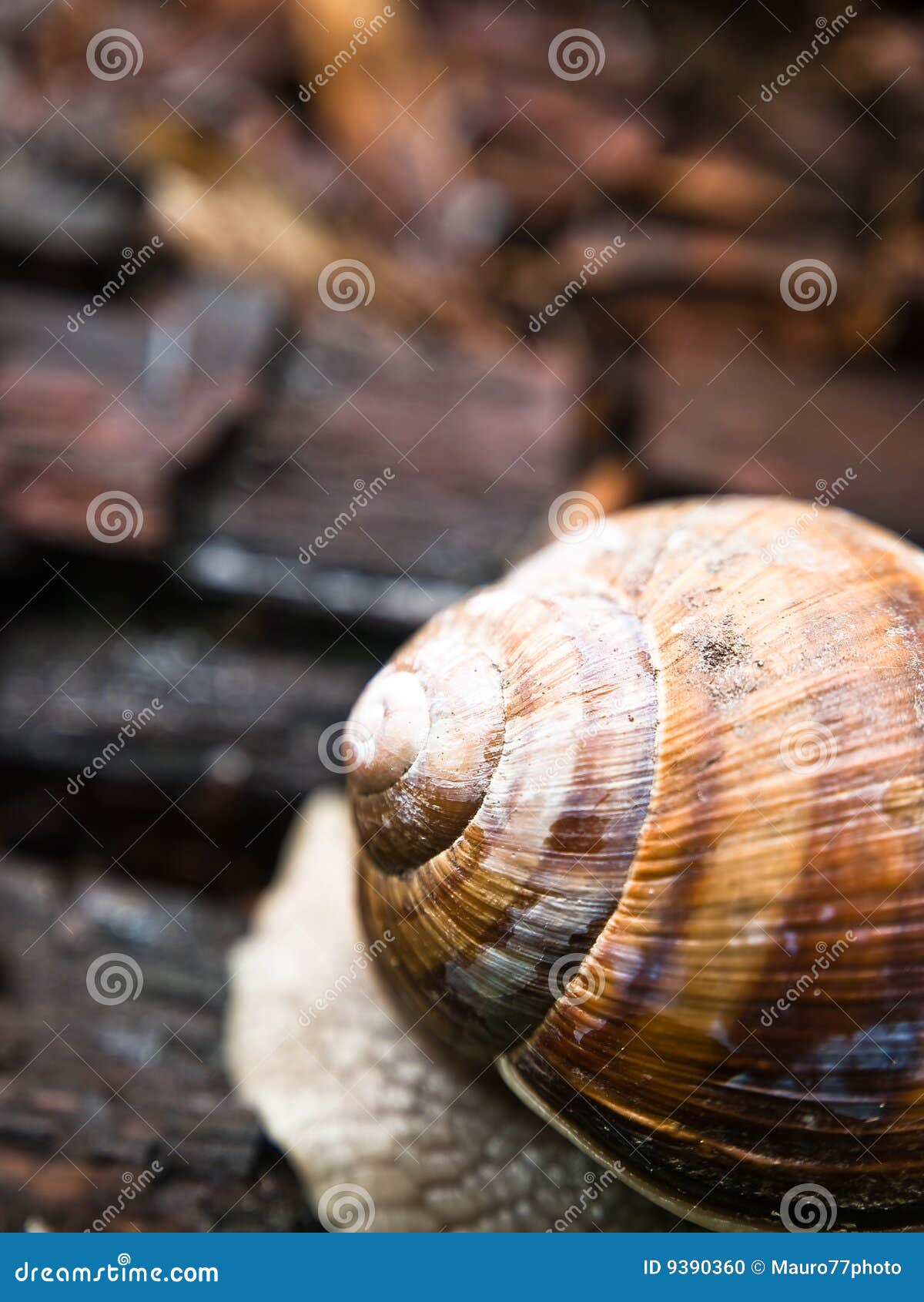 Snail shell stock photo. Image of dynamic, snail, speedy - 9390360
