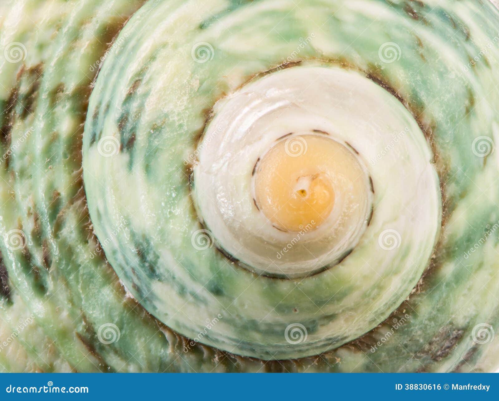 Snail Shell stock photo. Image of spiral, deco, macro - 38830616