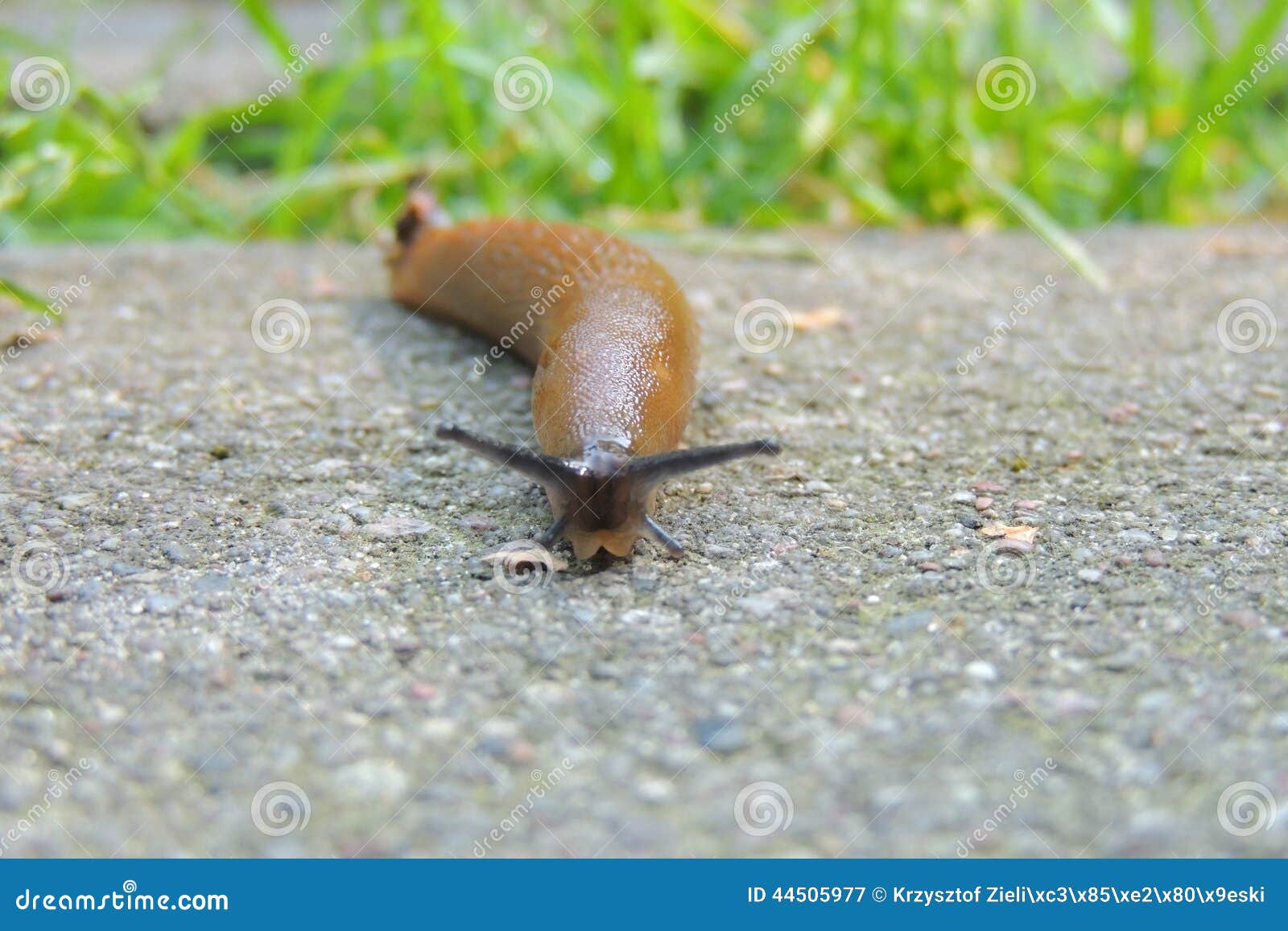Snail without a shell stock image. Image of homeless - 44505977