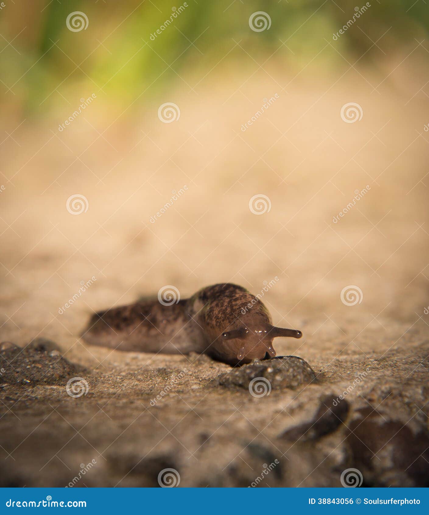 Snail without a shell stock photo. Image of brown, green - 38843056