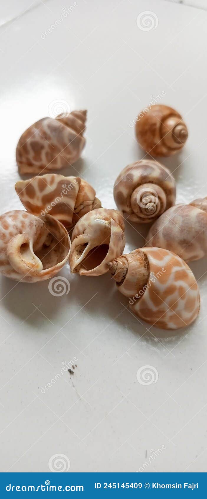 Snail Shell Background View with Brown and White Stripes Stock Image ...