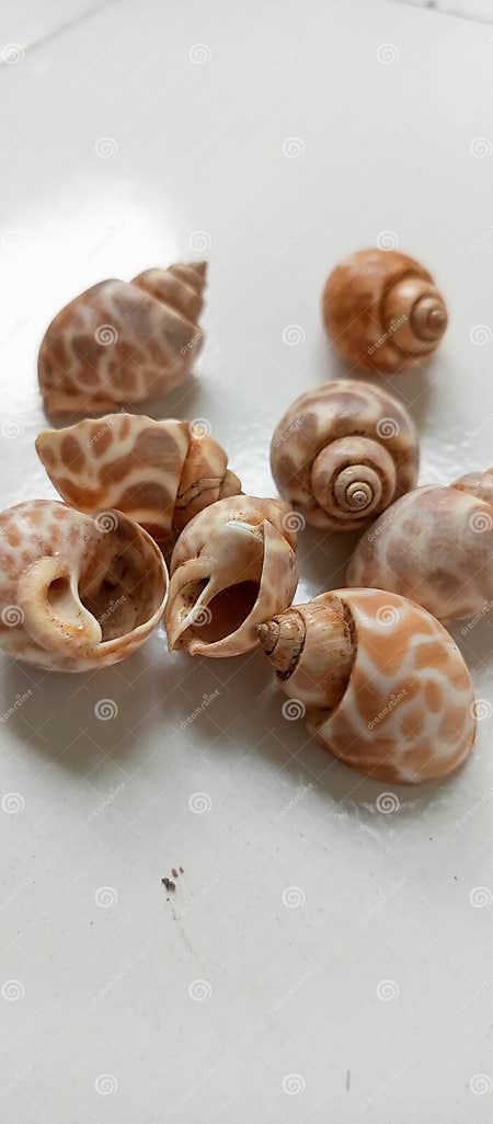 Snail Shell Background View with Brown and White Stripes Stock Image ...