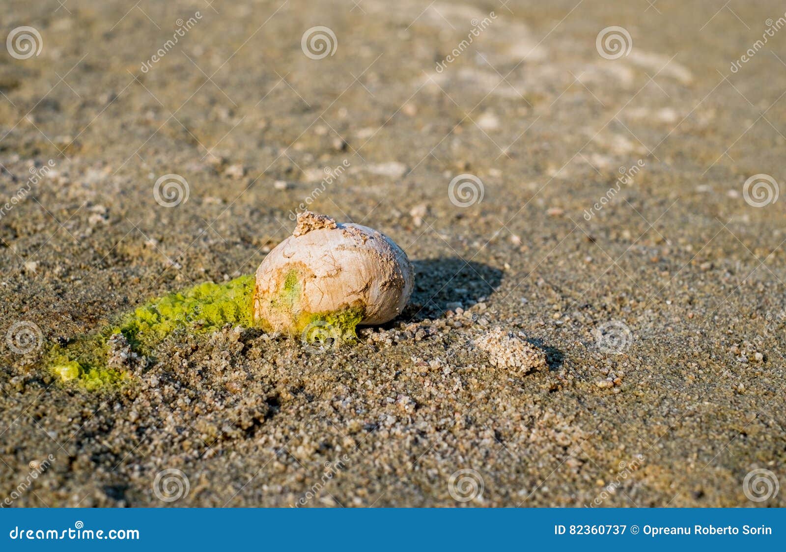 A snail shell on the beach stock image. Image of snail - 82360737