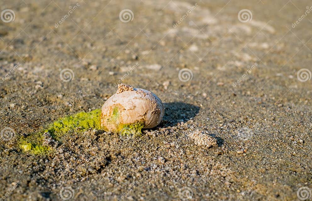 A snail shell on the beach stock image. Image of snail - 82360737