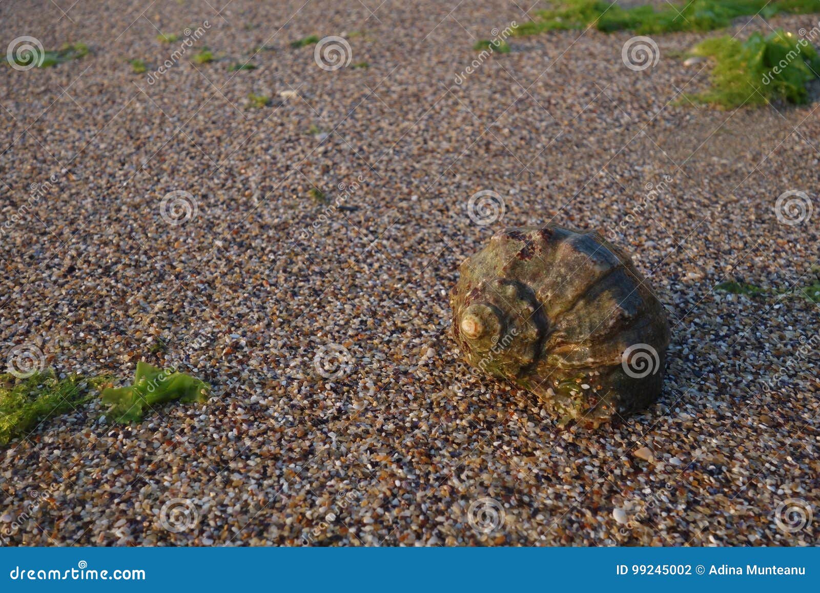 Snail shell on beach stock photo. Image of snail, natural - 99245002