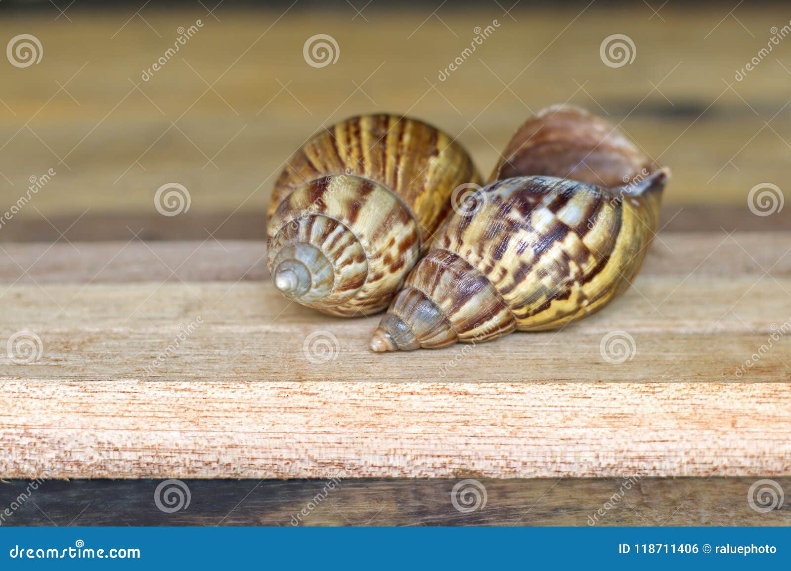 Snail shell stock photo. Image of beauty, animal, natural - 118711406