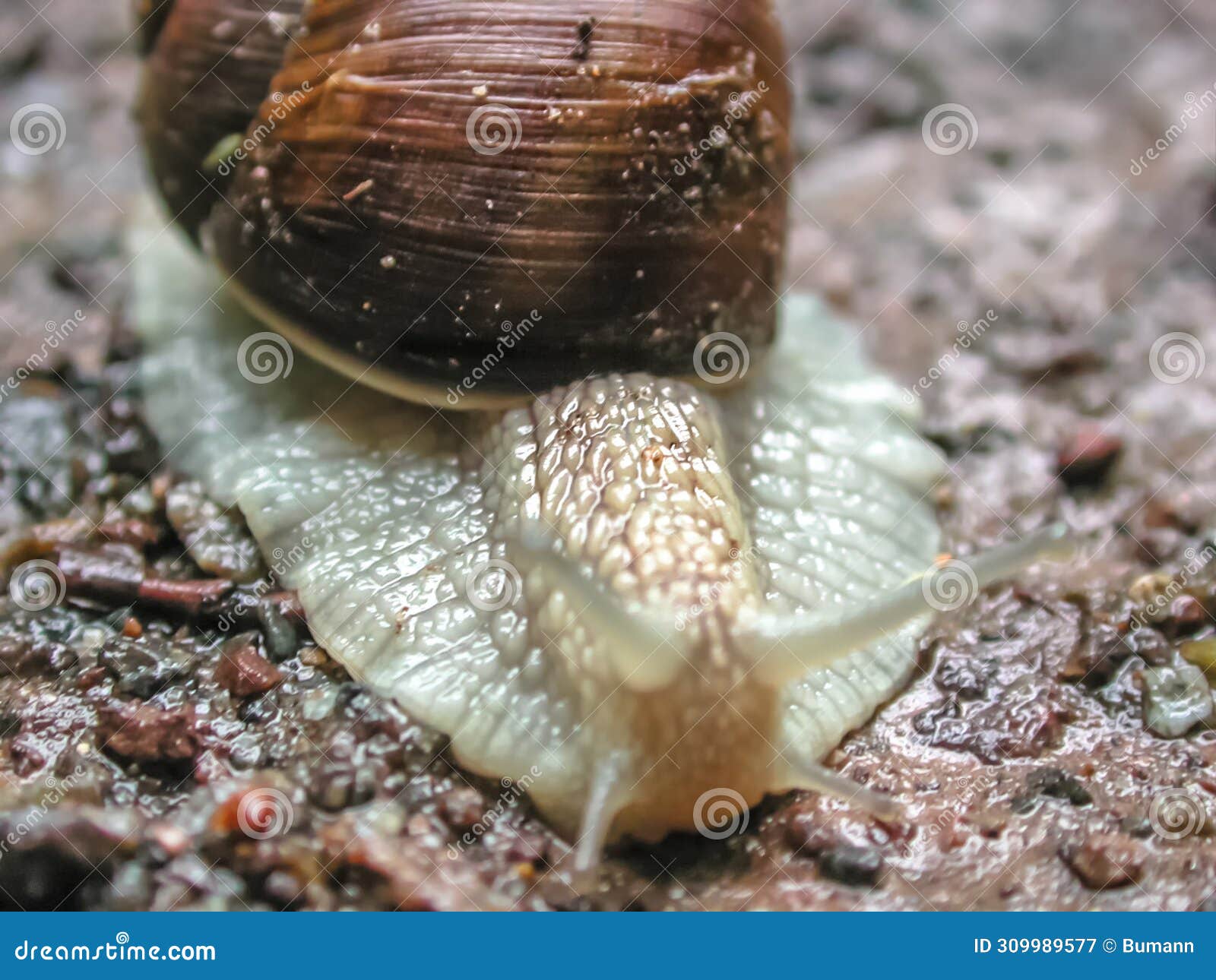 Snail Shell on Black Background with Reflection Stock Image - Image of ...