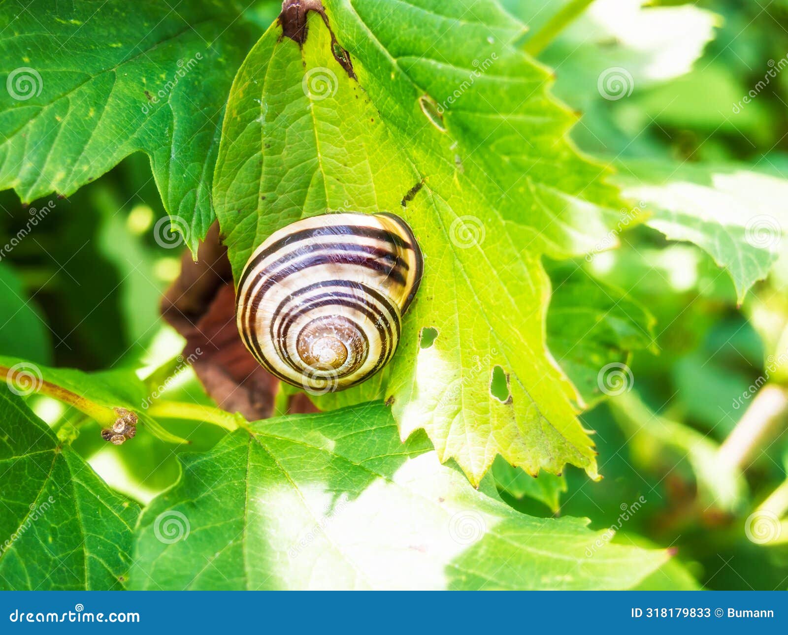 Snail Shell on Black Background with Reflection Stock Image - Image of ...