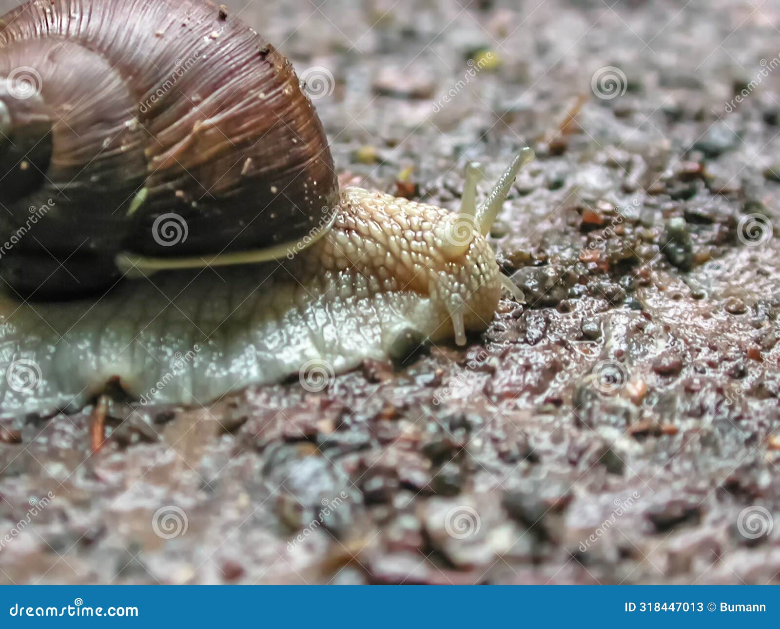 Snail Shell on Black Background with Reflection Stock Image - Image of ...